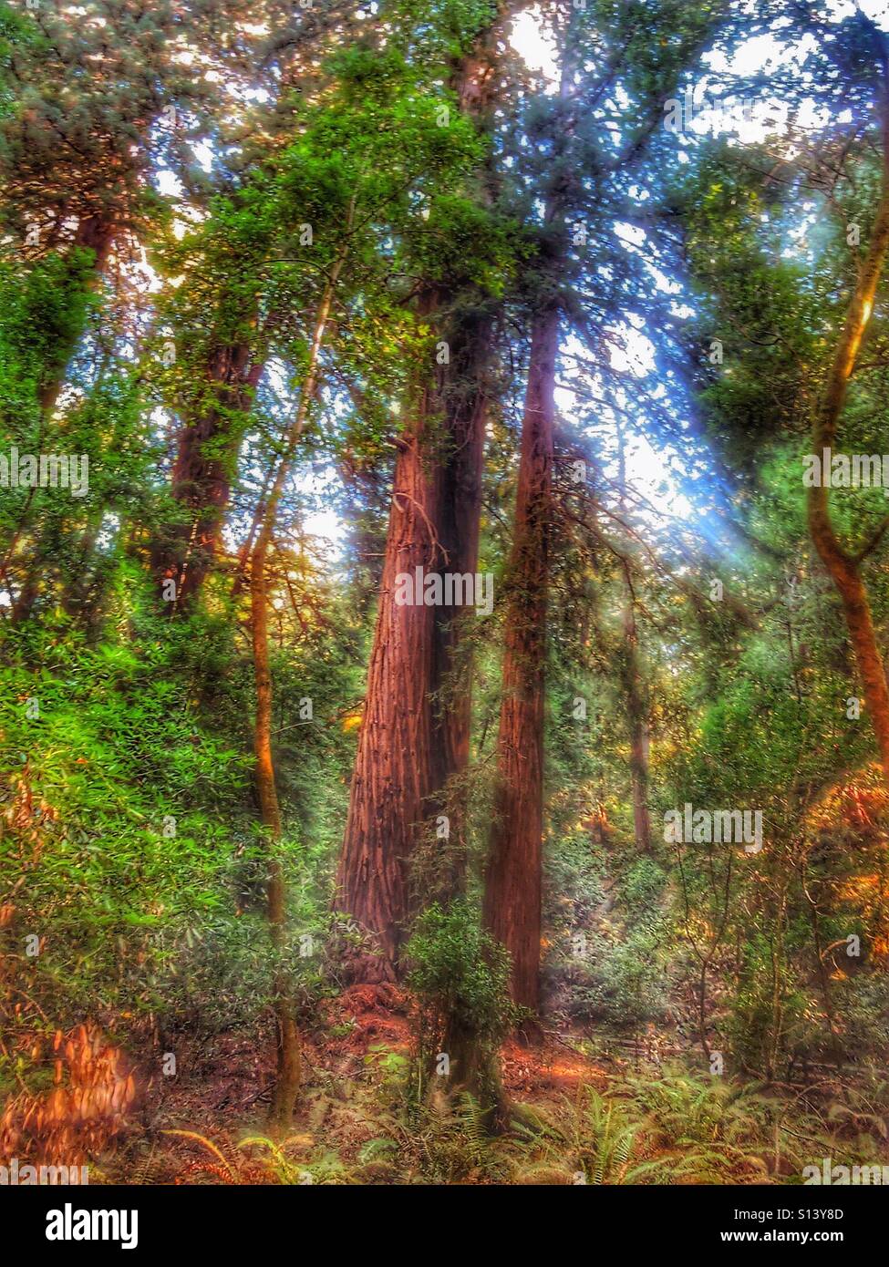 Redwood trees san francisco hi-res stock photography and images - Alamy