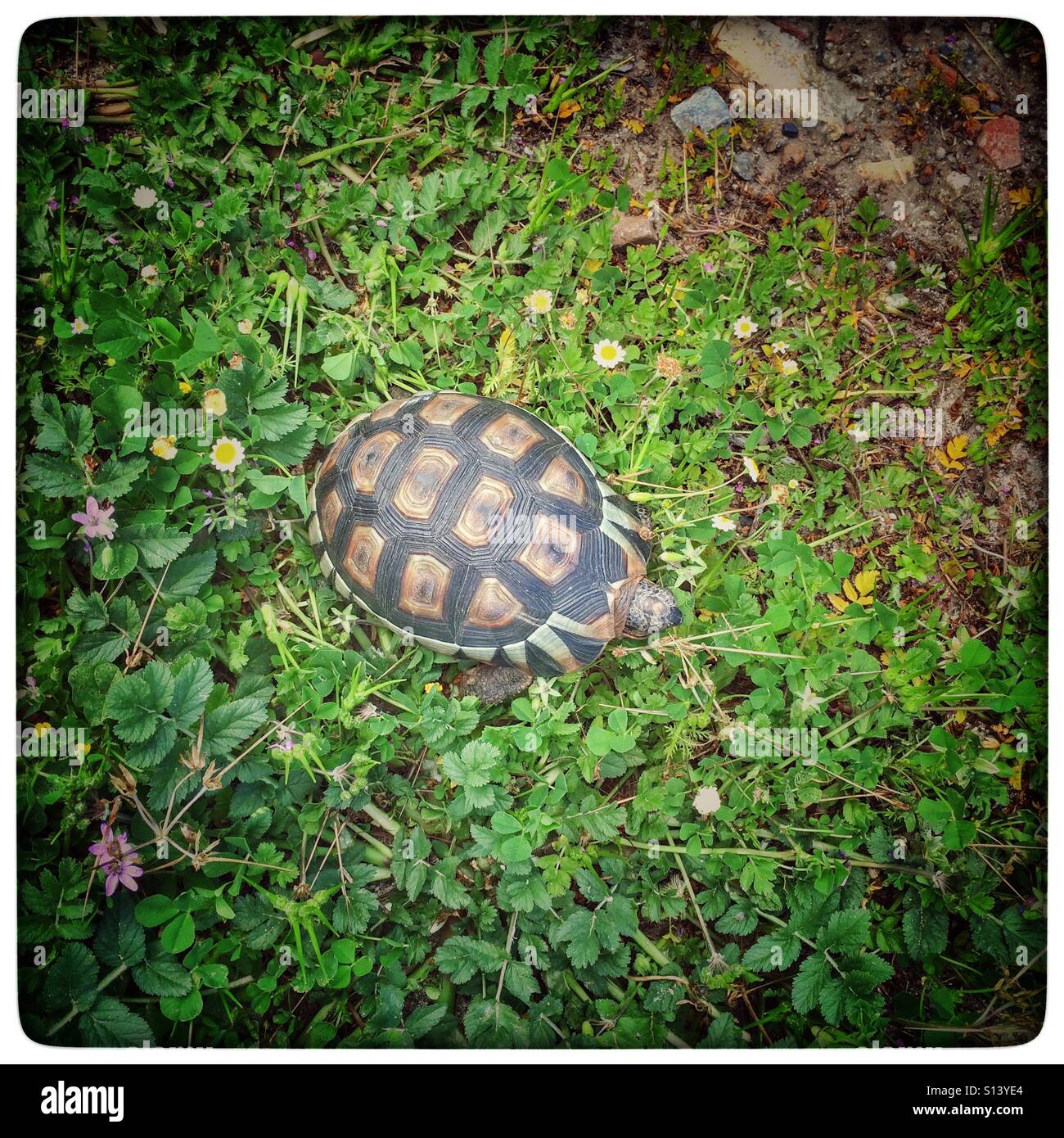 Tortoise shell from above hi-res stock photography and images - Alamy