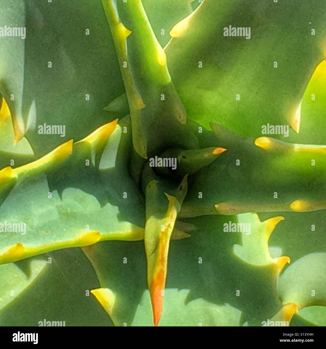 Red hot poker cactus detail Stock Photo - Alamy