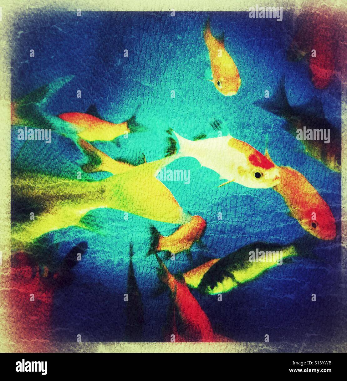 Fish in the aquarium hi-res stock photography and images - Alamy