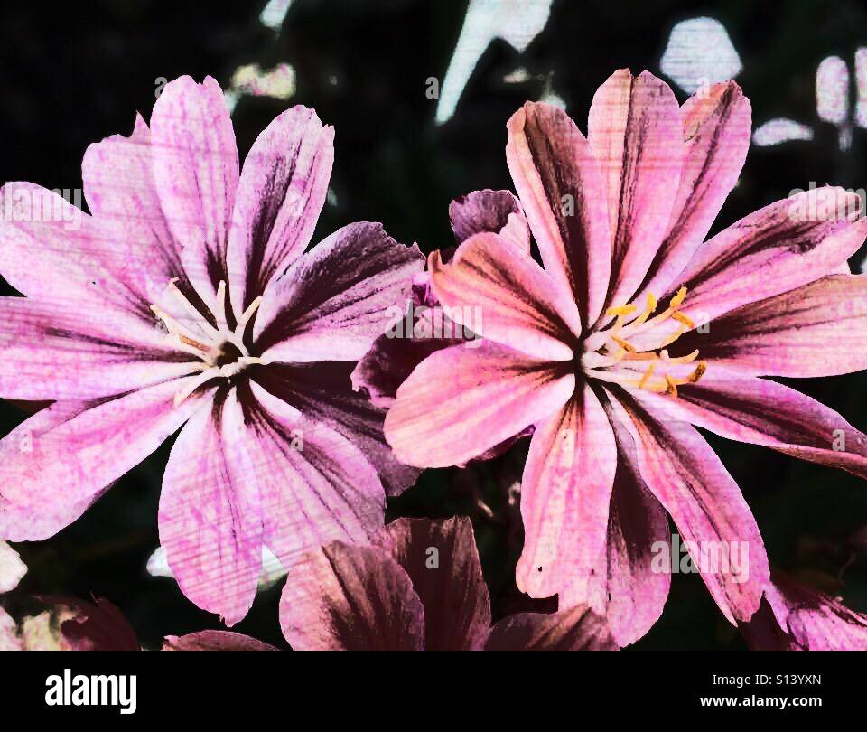 Lewisia Alpine flowers Stock Photo - Alamy