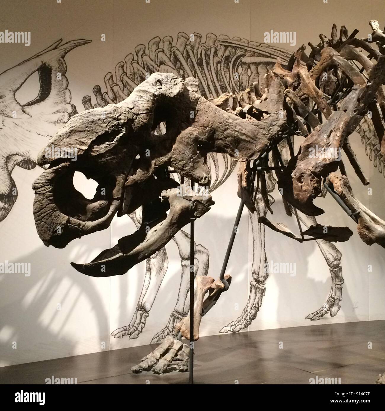 Dinosaur bones fossils hi-res stock photography and images - Alamy