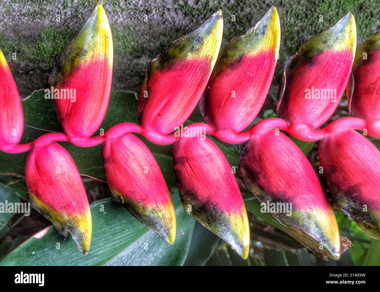 Hanging heliconia hi-res stock photography and images - Alamy