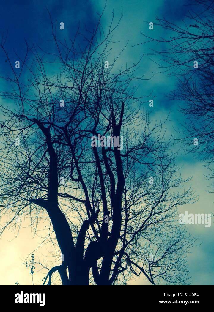 Wicked tree hi-res stock photography and images - Alamy