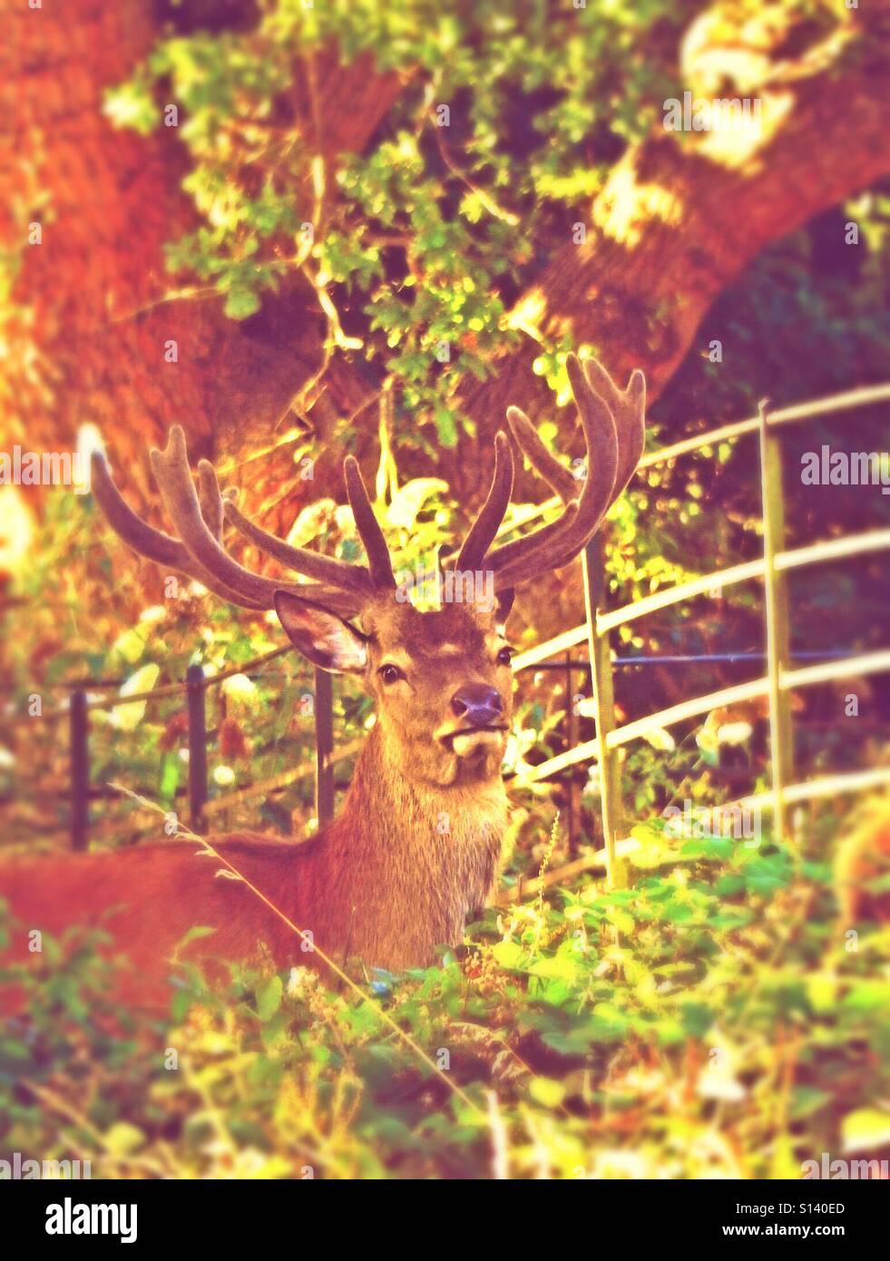 Stag oak tree hi-res stock photography and images - Alamy