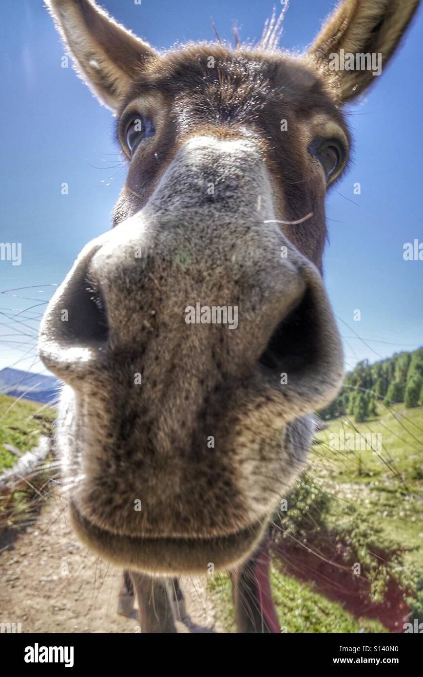 Closeup Donkey High Resolution Stock Photography and Images - Alamy