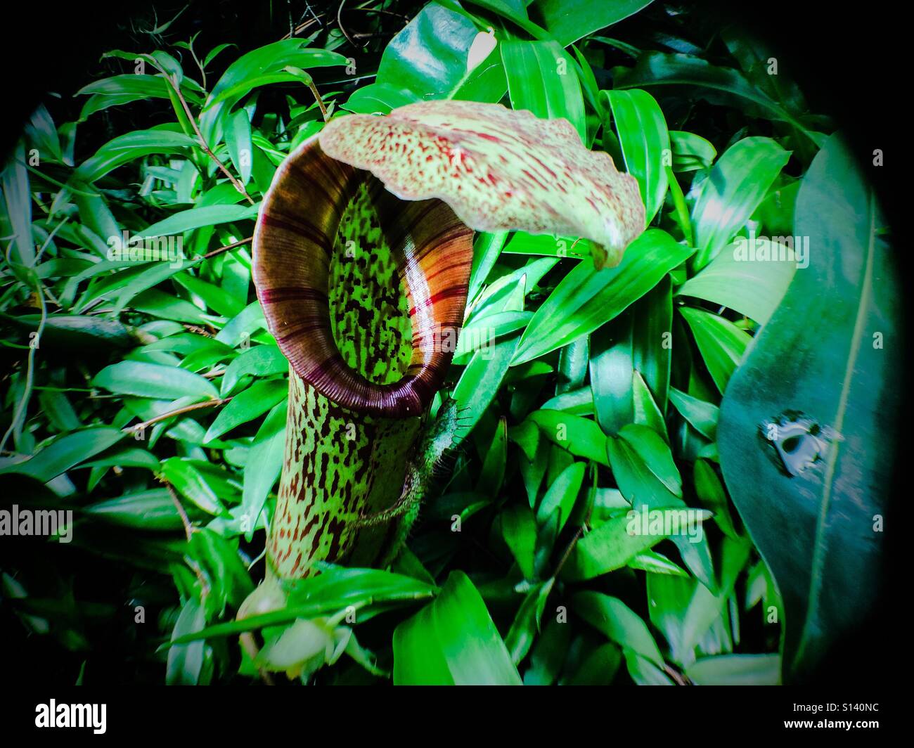 Deadly plant hi-res stock photography and images - Alamy