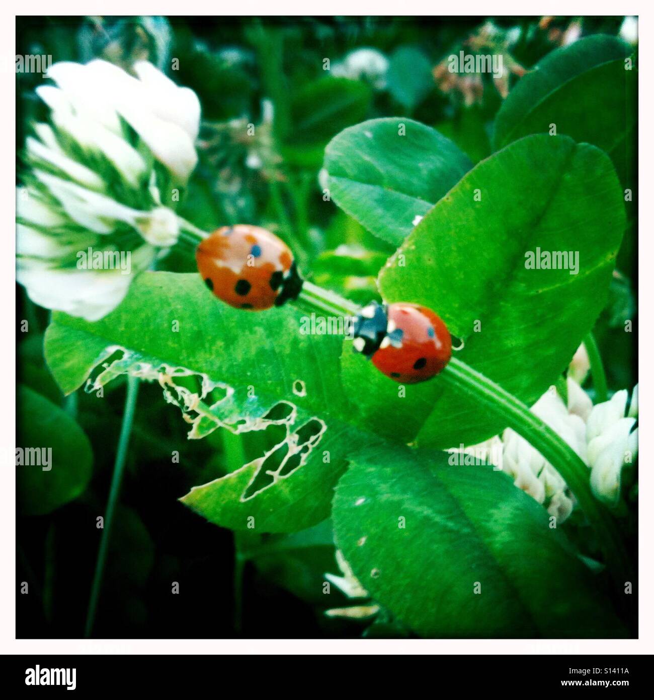 Two ladybugs plant hi-res stock photography and images - Alamy