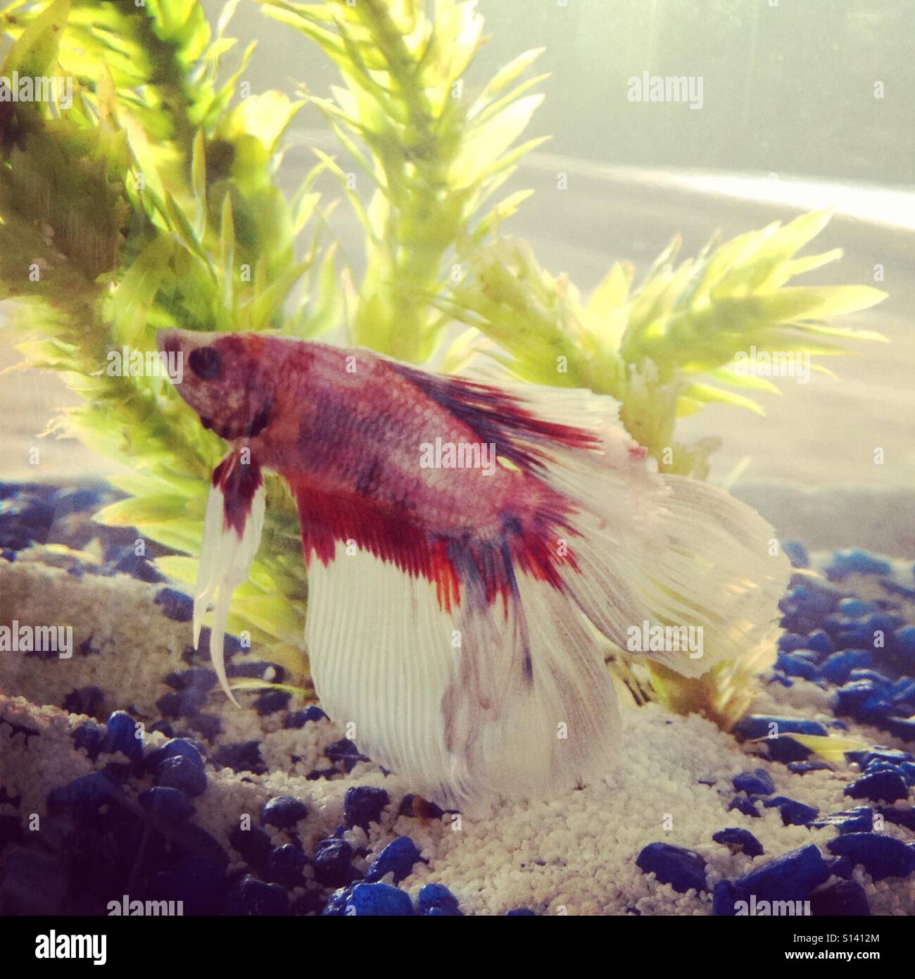 Betta fish hi-res stock photography and images - Alamy