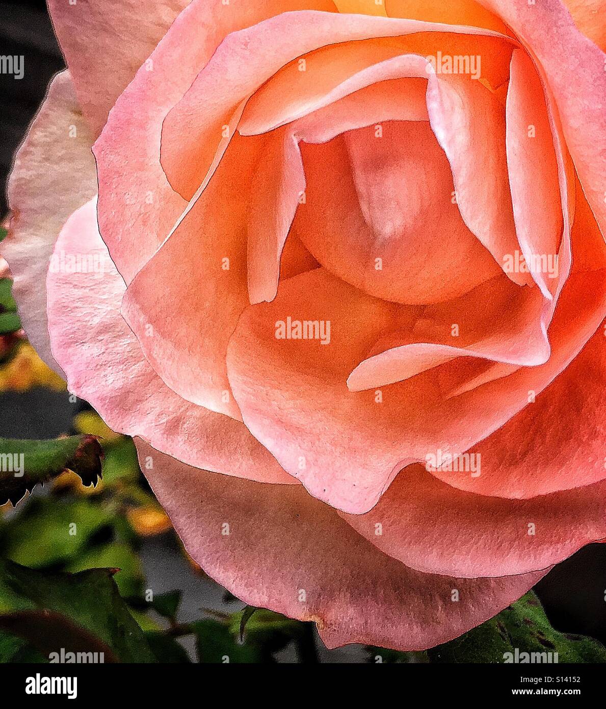 Single rose in full bloom Stock Photo - Alamy