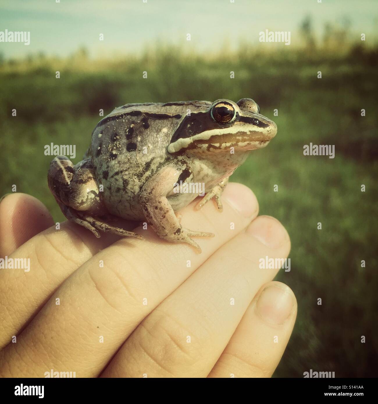 Lifting frog hi-res stock photography and images - Alamy