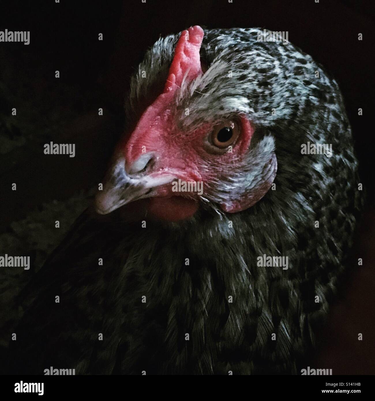 Black hen nest hi-res stock photography and images - Alamy