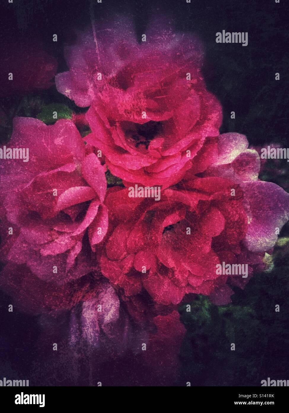 Pink roses England UK Stock Photo - Alamy