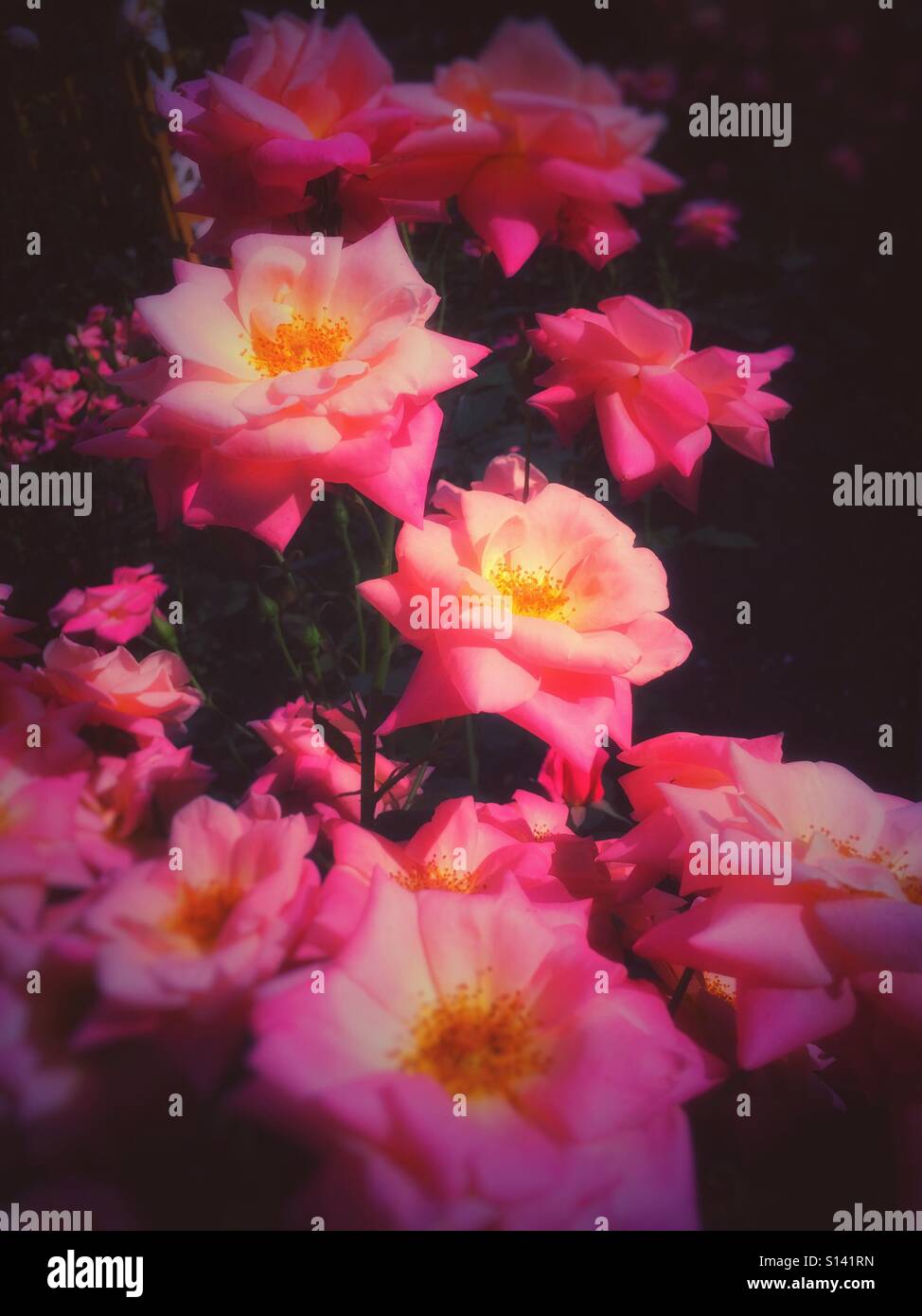 Pink roses England UK Stock Photo - Alamy