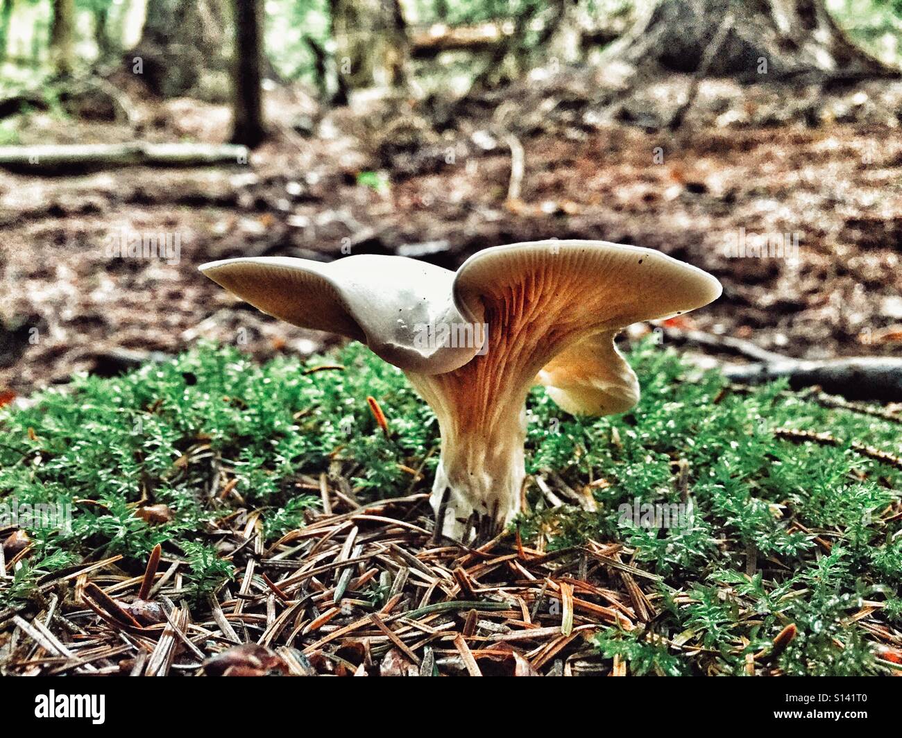 Fungi growing on the forest floor Stock Photo - Alamy