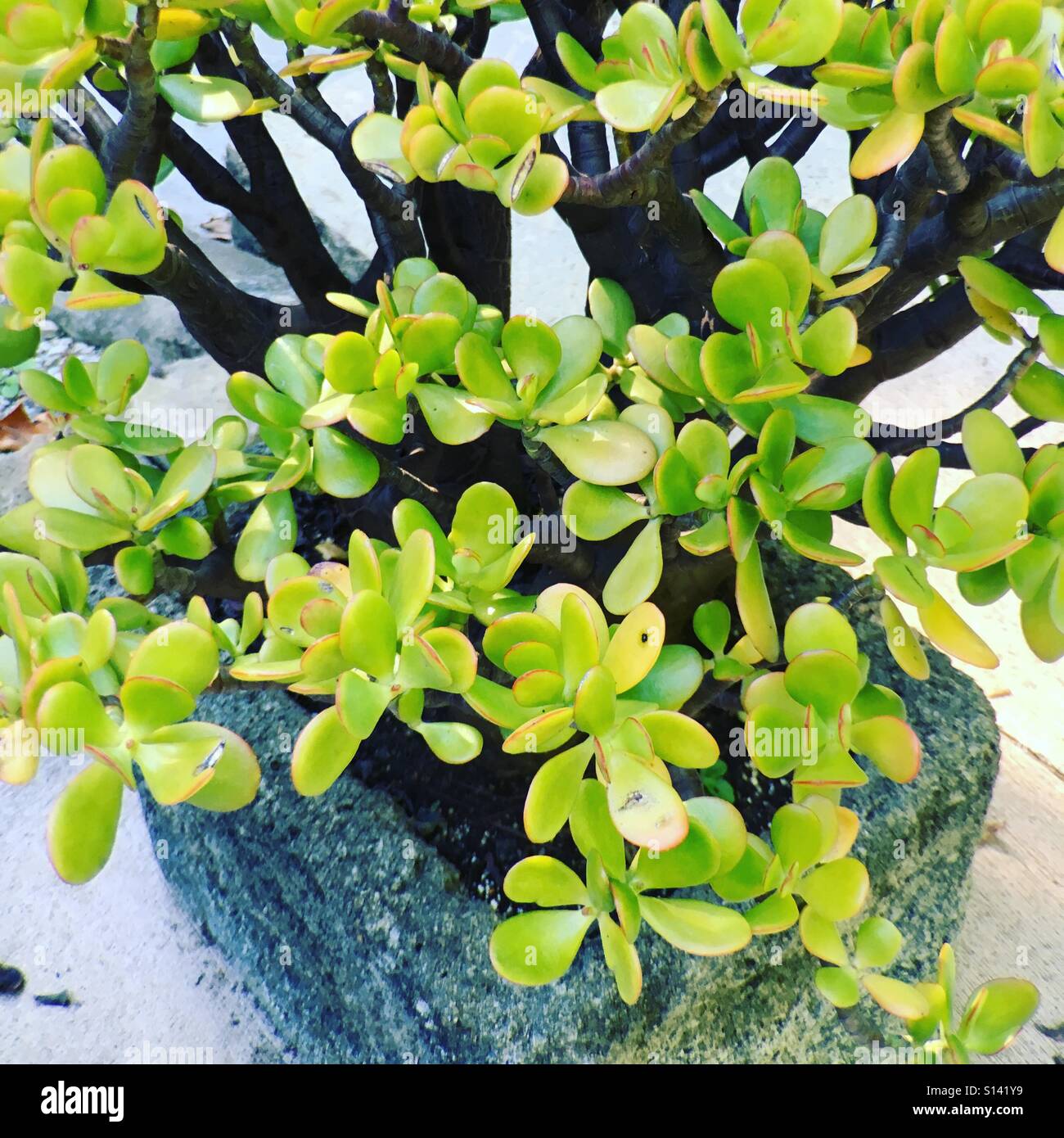 Jade tree hi-res stock photography and images - Alamy