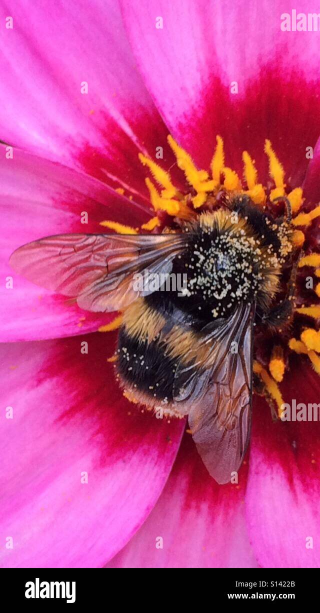 Bee Stripes High Resolution Stock Photography and Images - Alamy