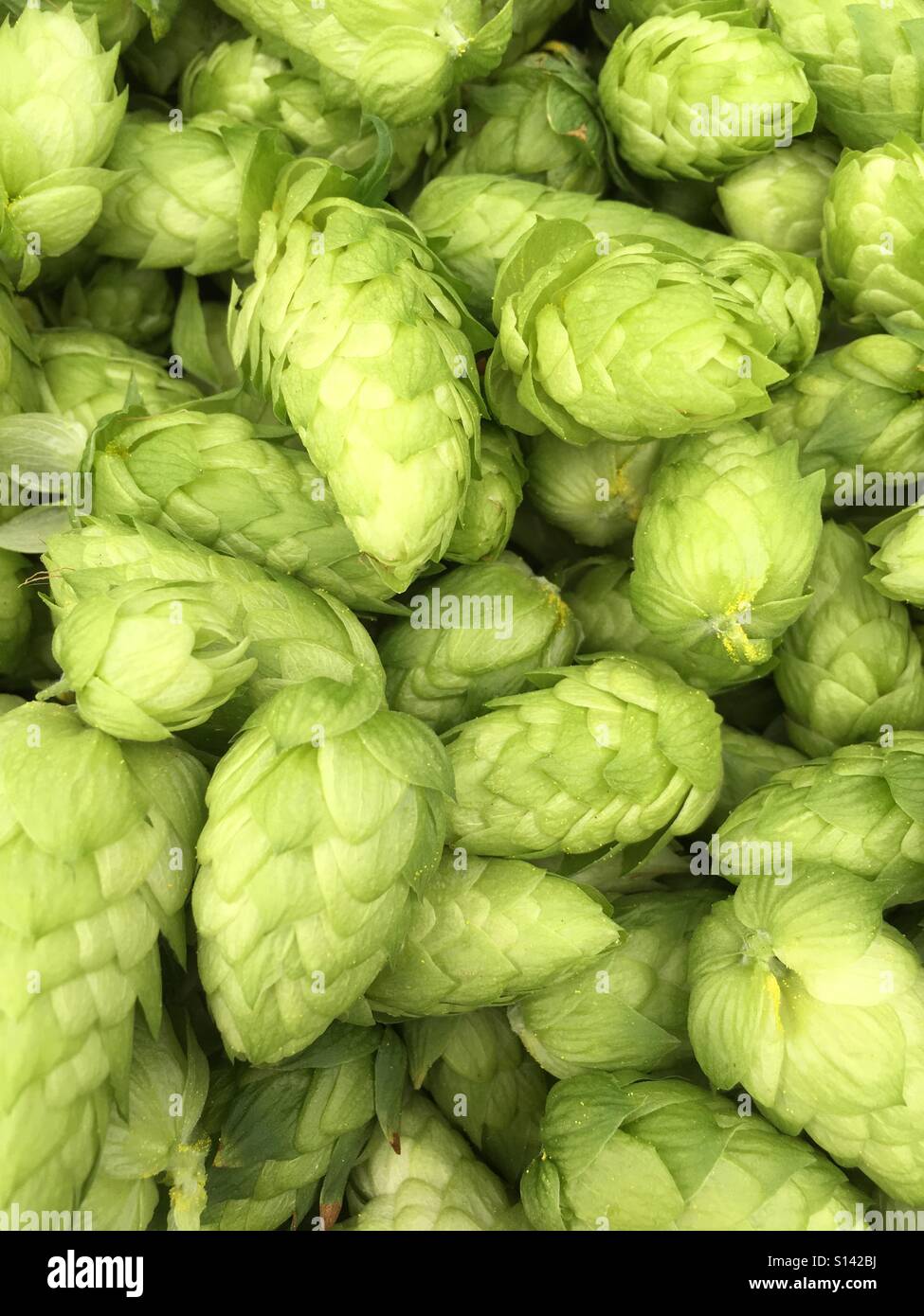 Fresh picked hops hi-res stock photography and images - Alamy
