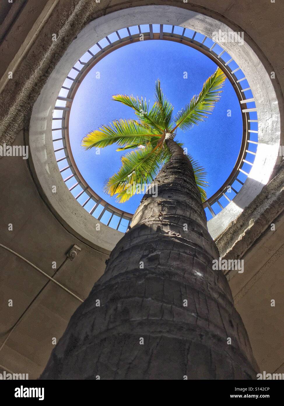 Urban Palm Tree Stock Photo - Alamy