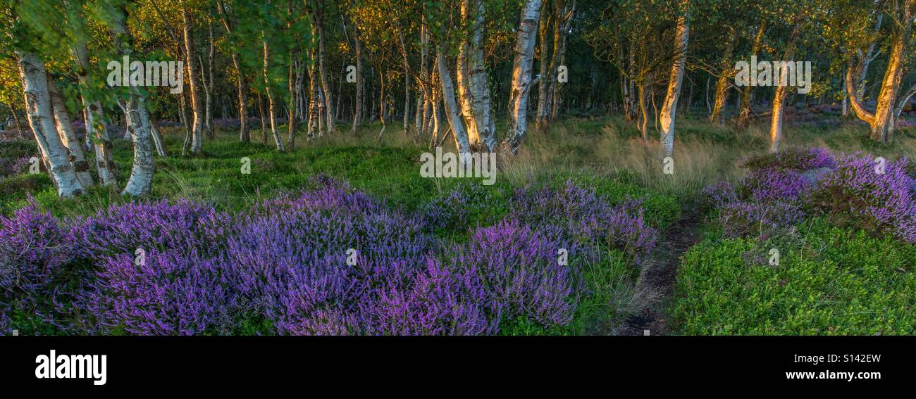 Stanton Moor Derbyshire Summer Stock Photo - Alamy