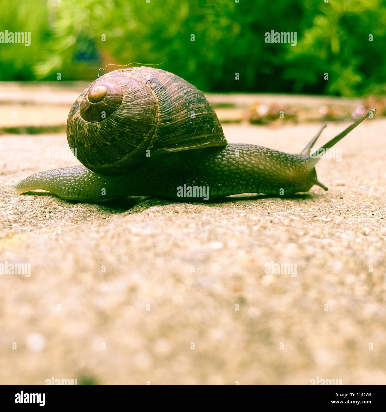 A Garden Snail Stock Photo - Alamy