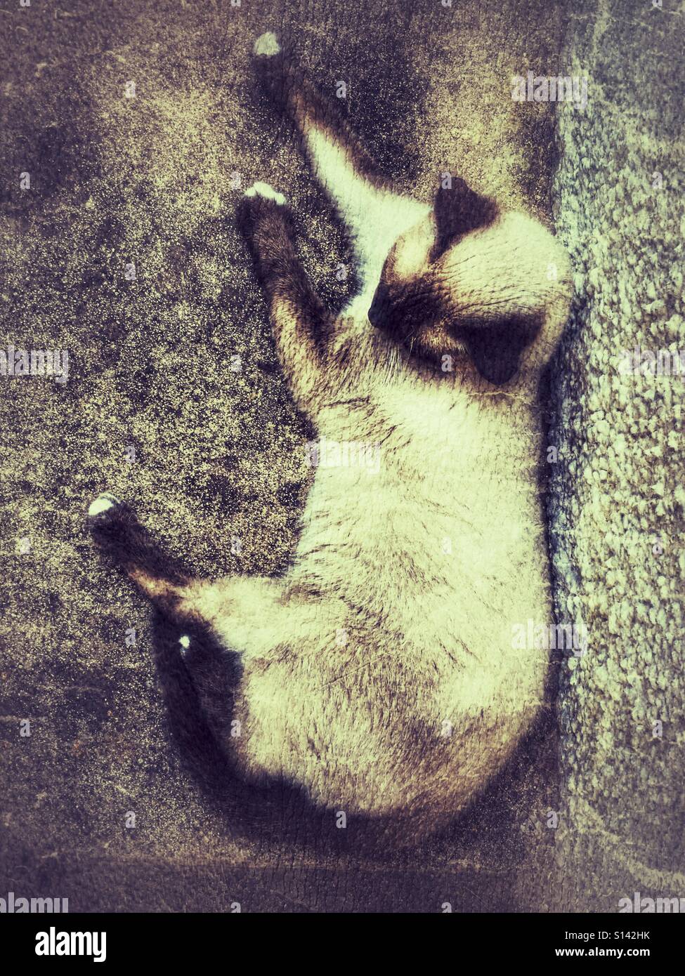 Cat from above hi-res stock photography and images - Alamy