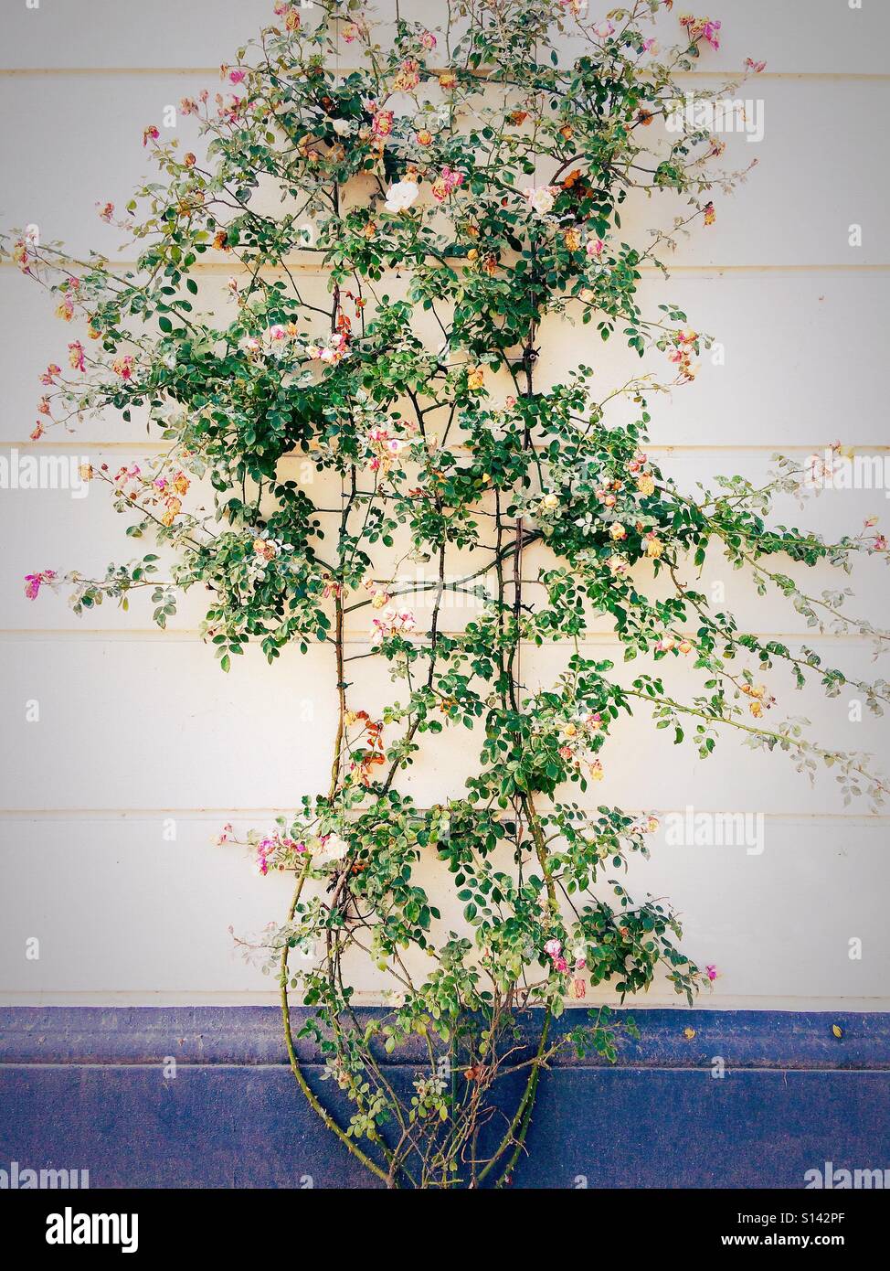 Wall climbing plant Stock Photo - Alamy