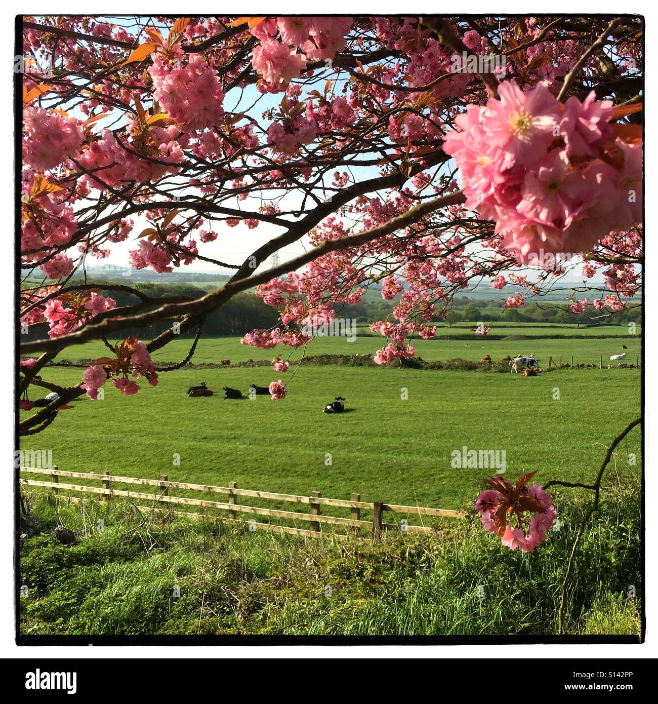 Blossom may hi-res stock photography and images - Alamy