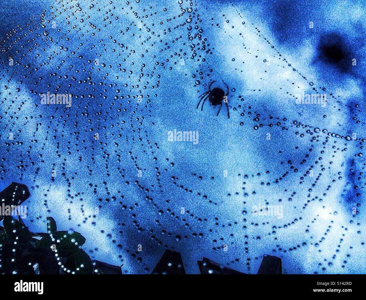 Spider patterns hi-res stock photography and images - Alamy