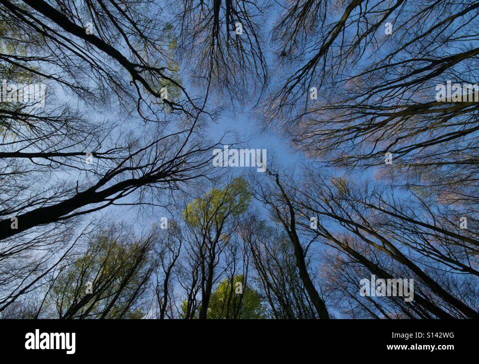 Trees from below Stock Photo - Alamy