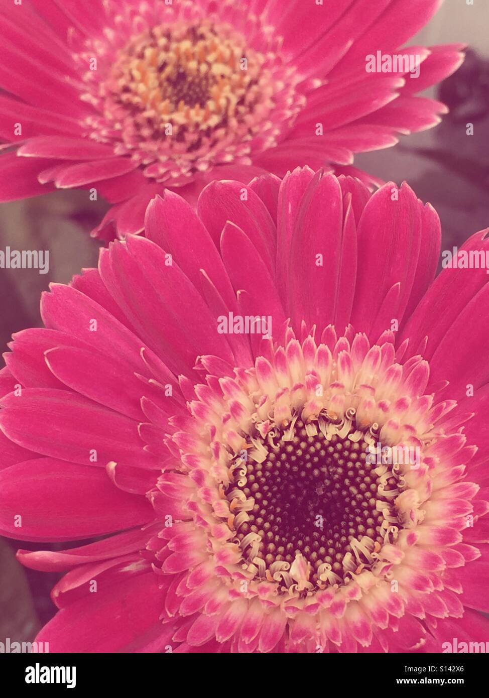 Two pink gerbera daisies hi-res stock photography and images - Alamy