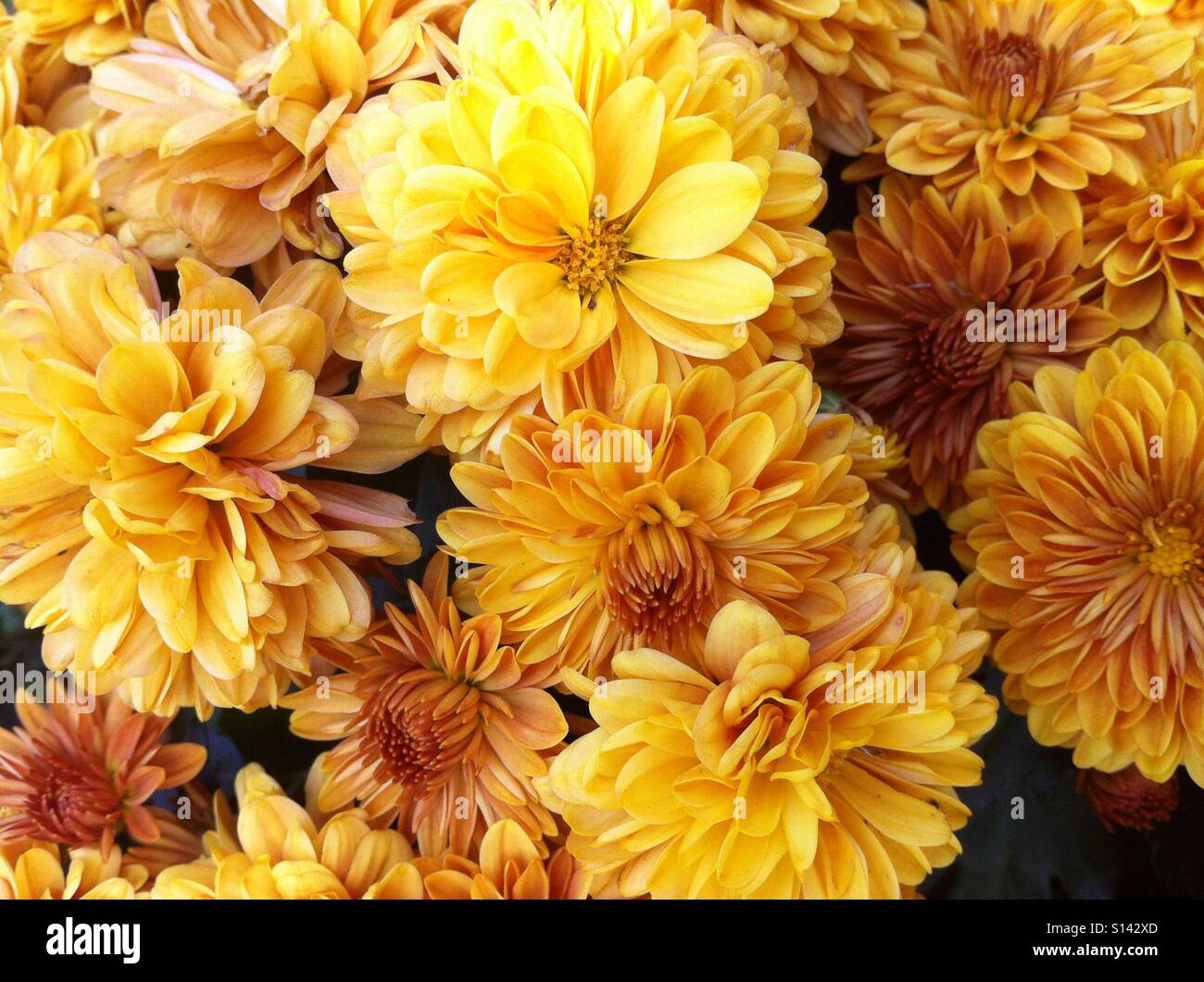 Yellow Mums High Resolution Stock Photography and Images - Alamy