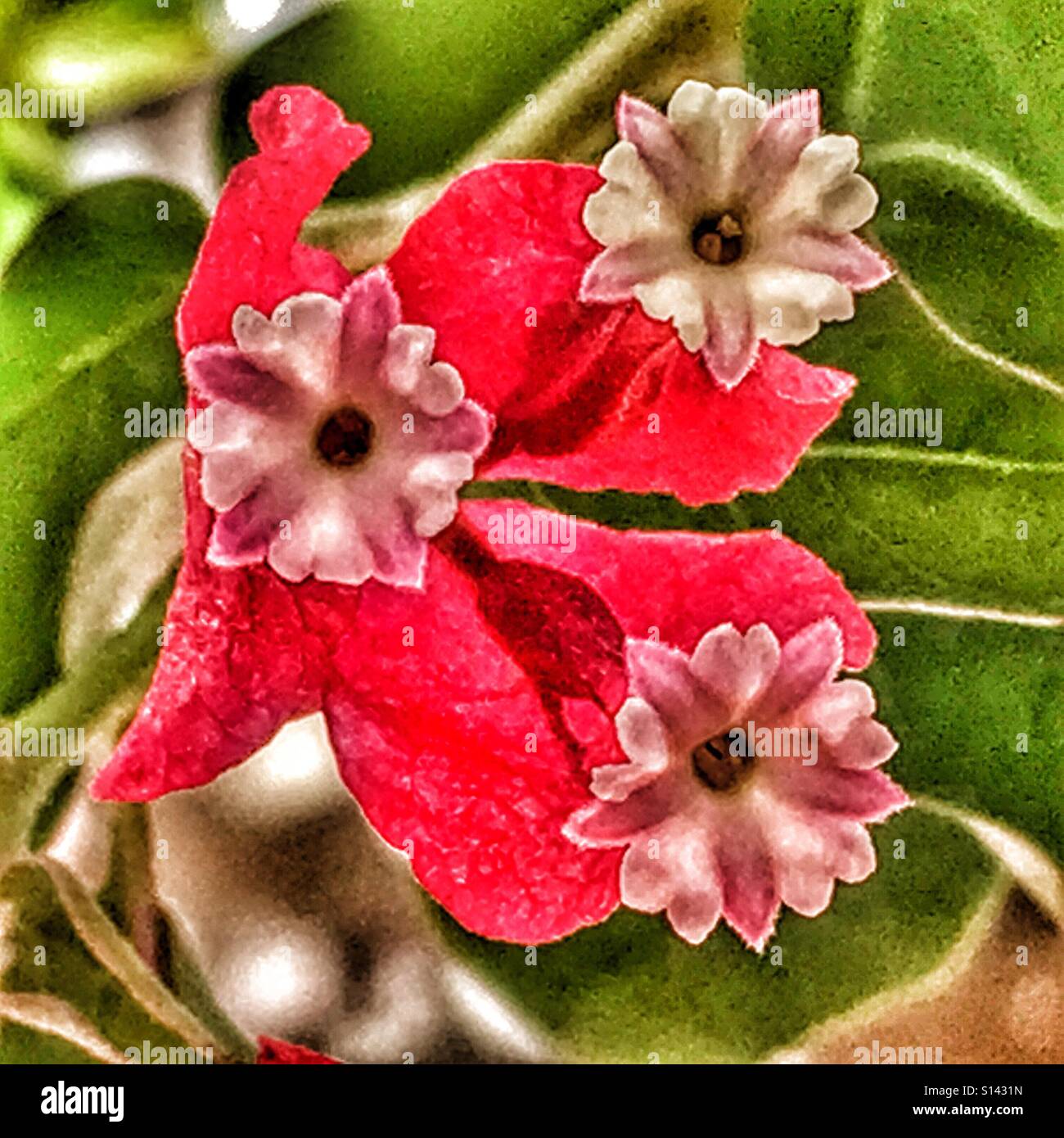 Bougainvillea, bracts and flowers Stock Photo - Alamy