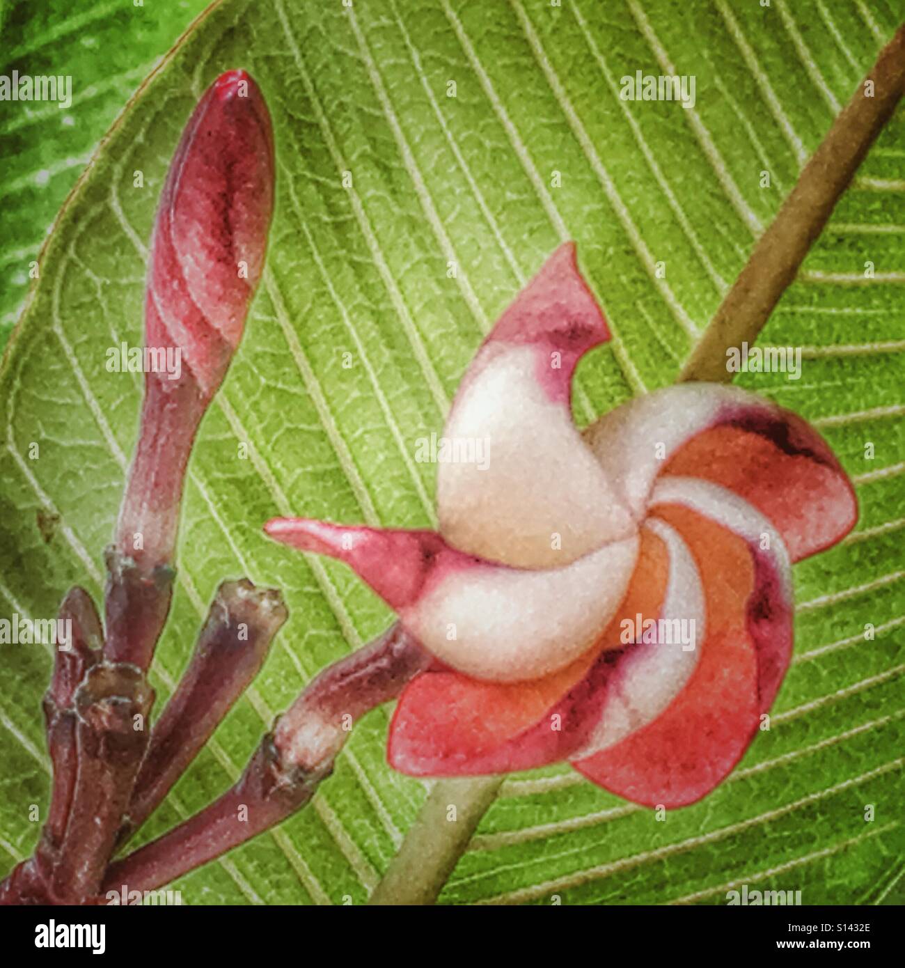 Frangipani, partially open flower and a bud Stock Photo - Alamy