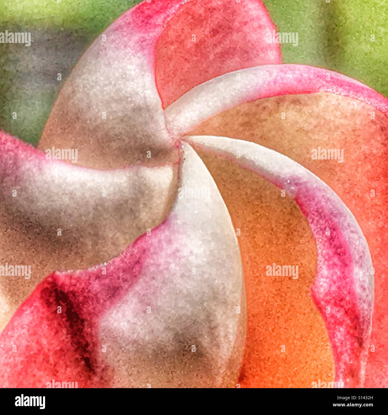 Frangipani flower, partially open Stock Photo - Alamy