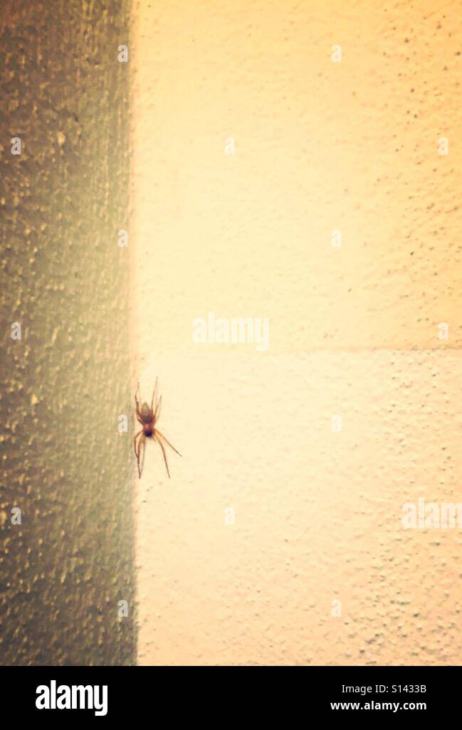 Spider wall hi-res stock photography and images - Alamy