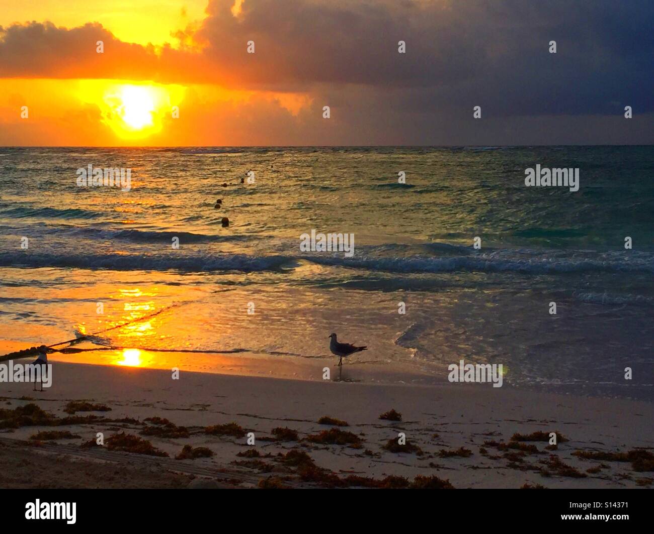 Birds watching hi-res stock photography and images - Alamy