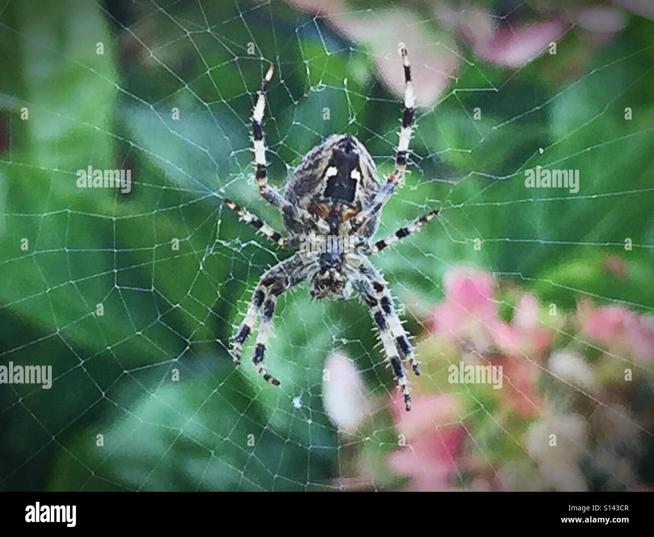 Female garden spider hi-res stock photography and images - Alamy