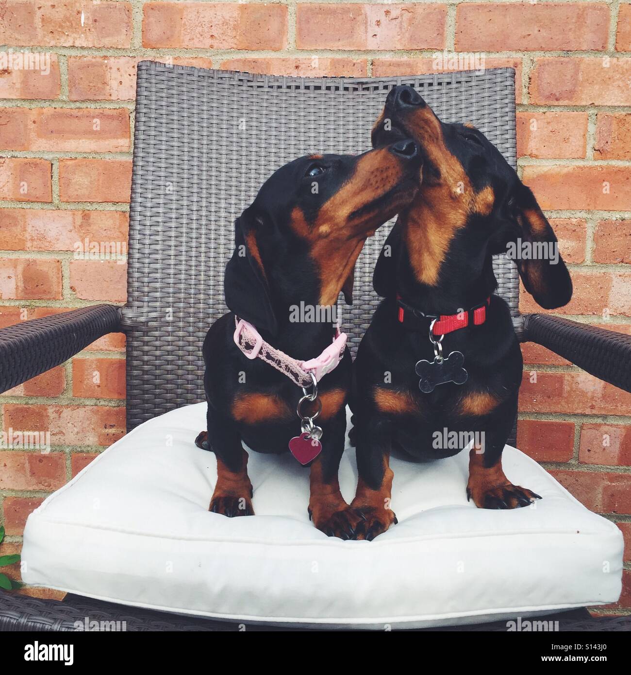 Brother sister dogs hi-res stock photography and images - Alamy
