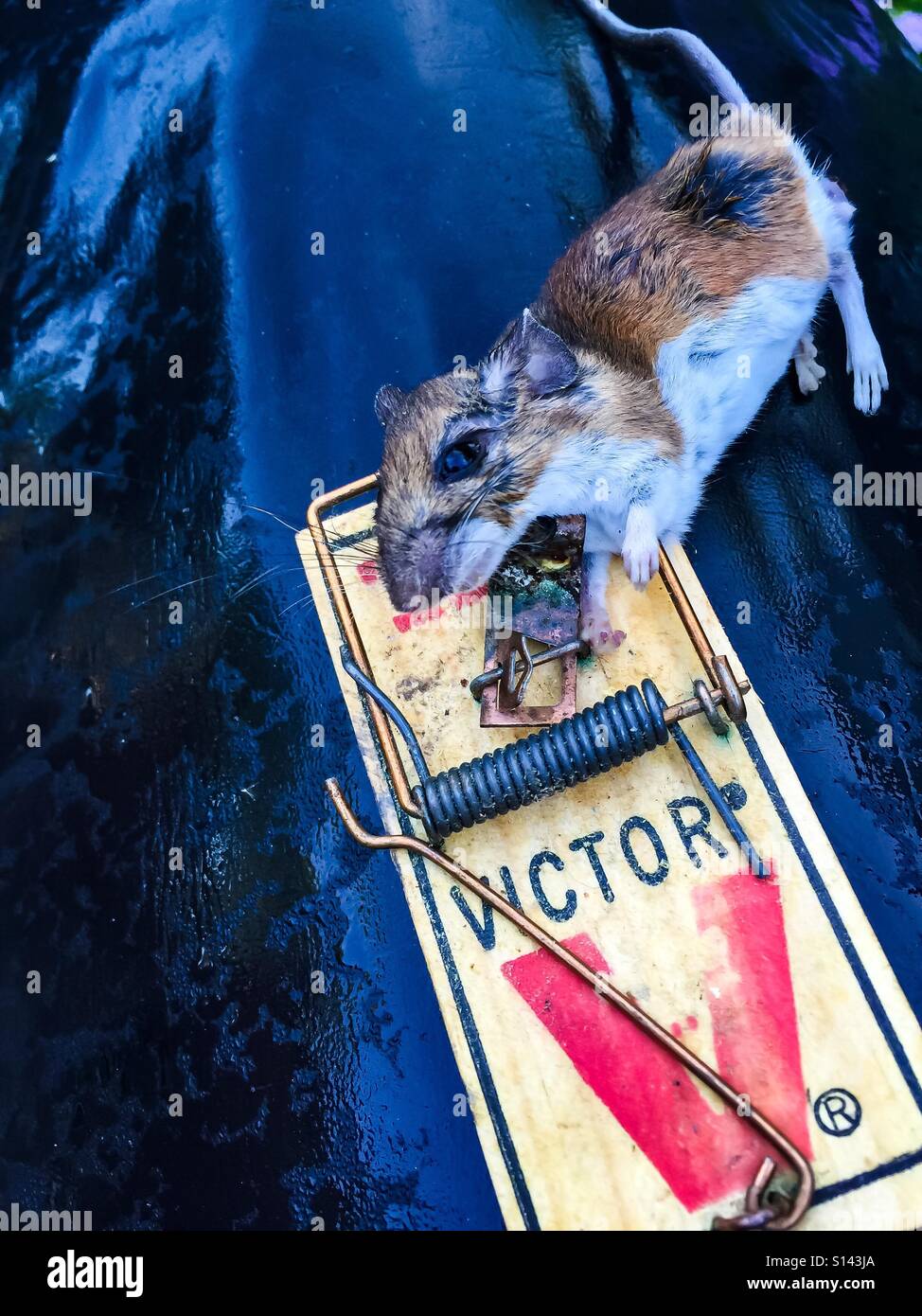 One trapped mouse hi-res stock photography and images - Alamy