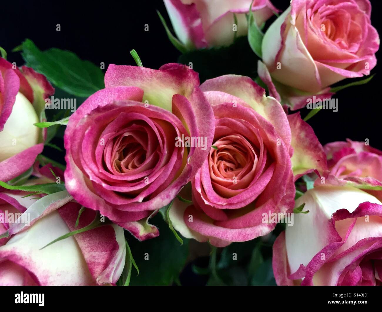 Pink and white roses on a black background Stock Photo - Alamy