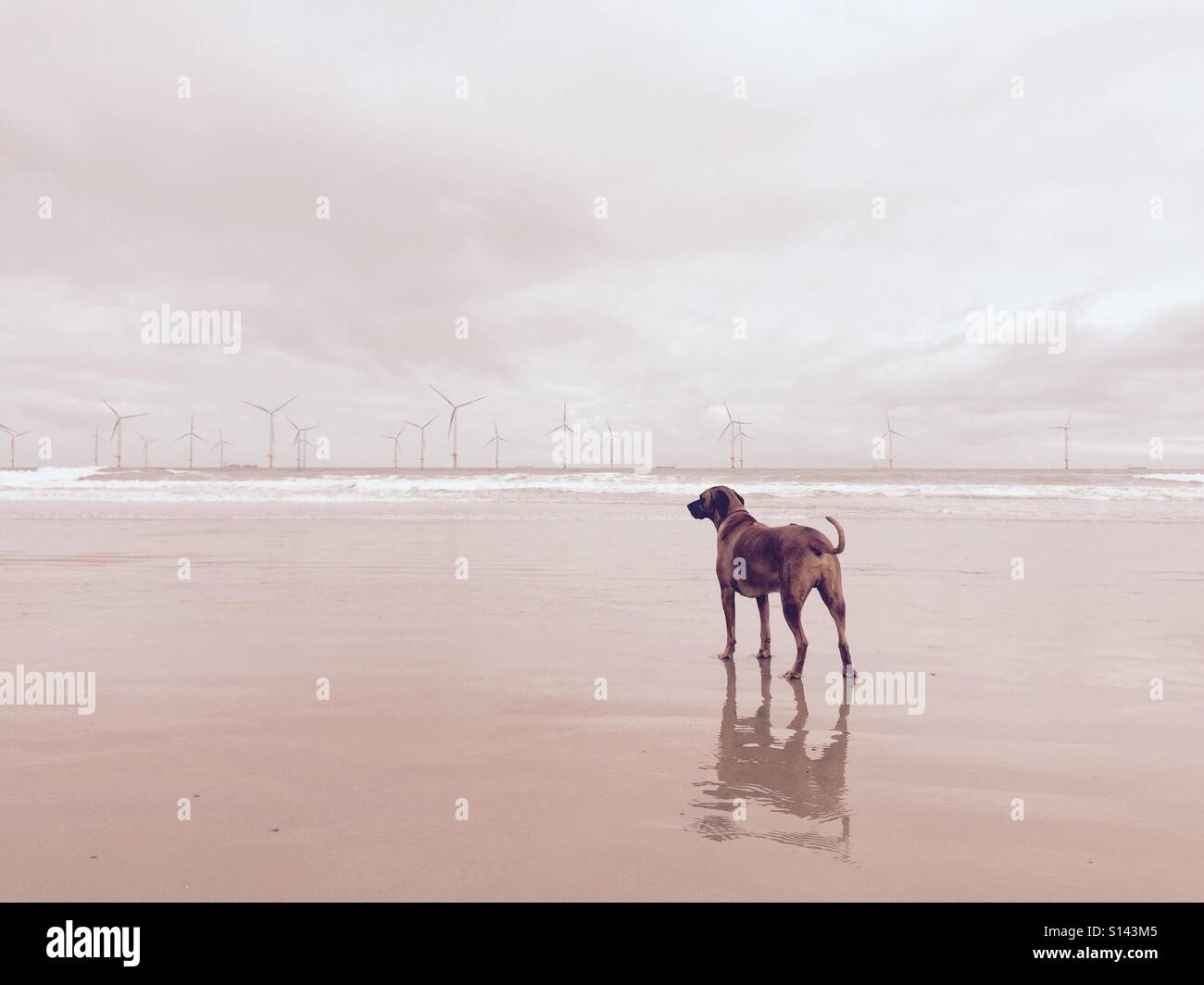 Rhodesian Ridgeback on Beach Stock Photo - Alamy