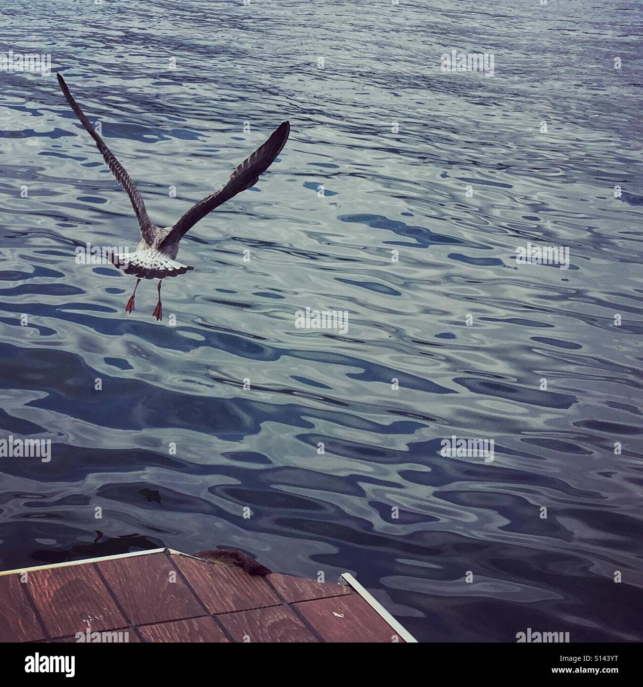 Open fly hi-res stock photography and images - Alamy