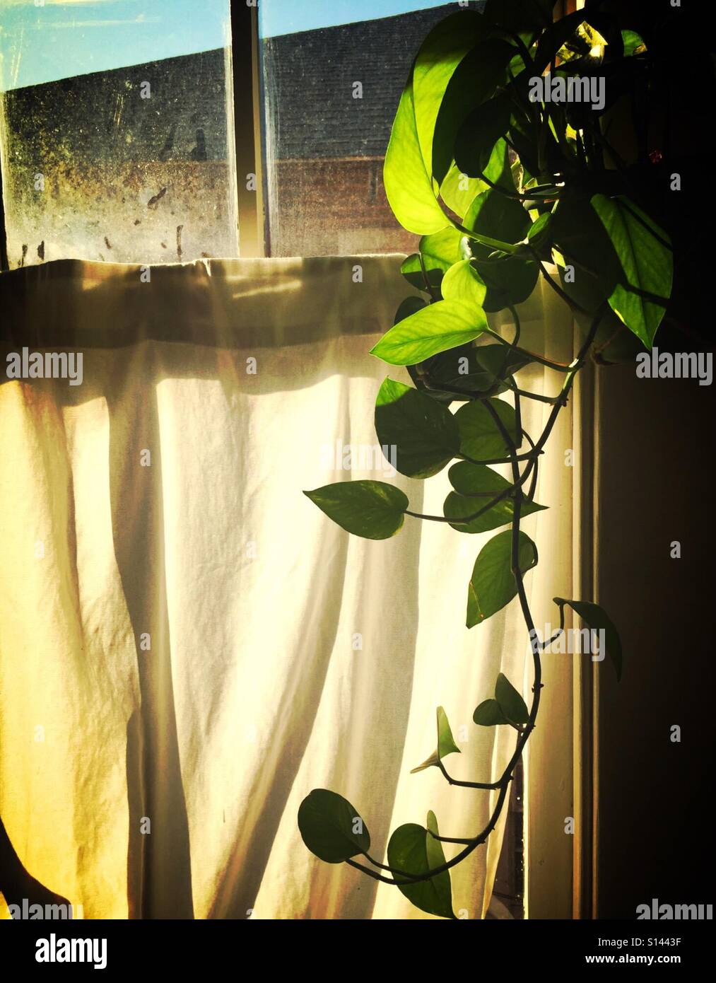 Vine hanging in sunny window Stock Photo - Alamy