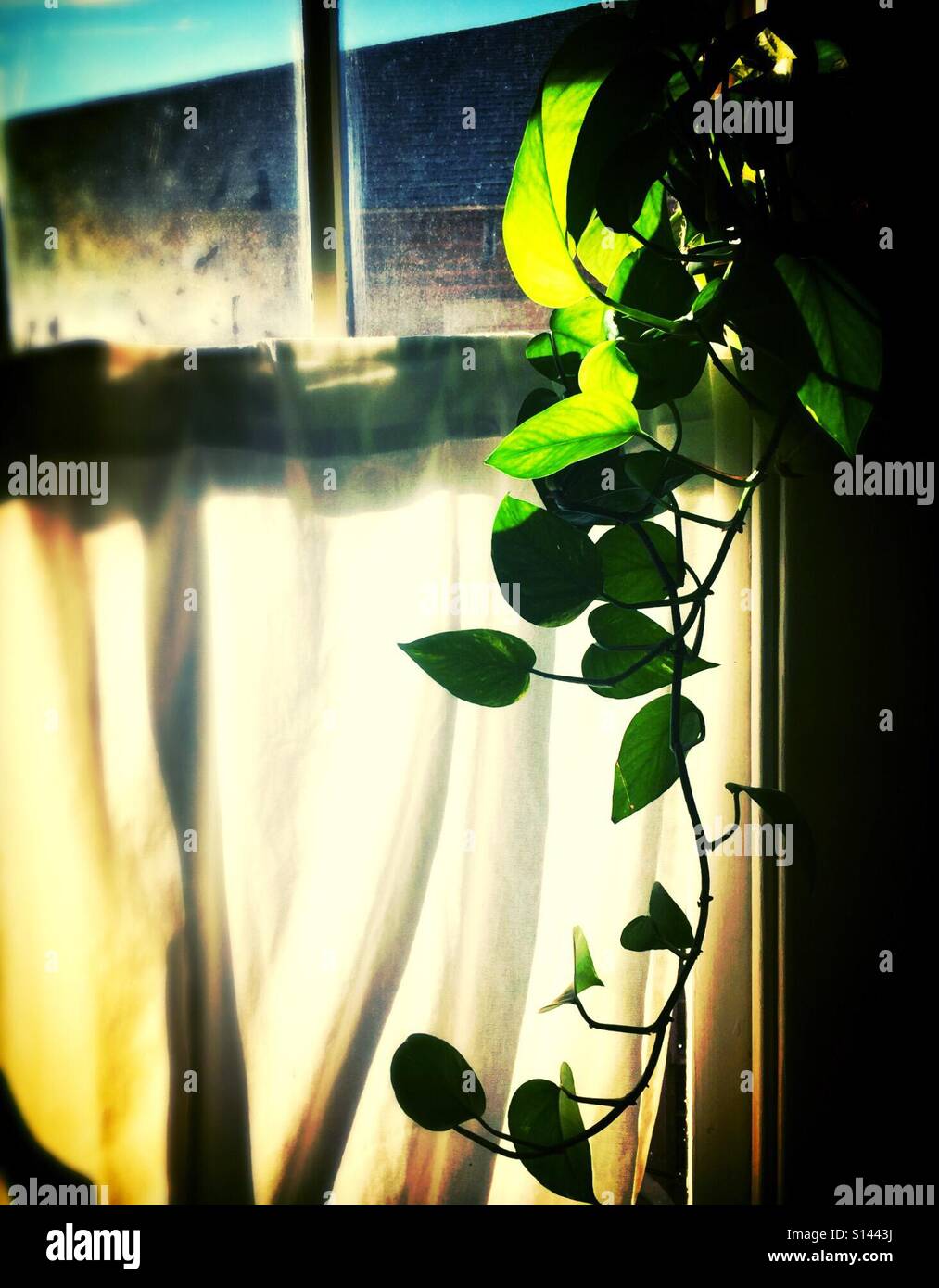 Vine hanging in window Stock Photo - Alamy