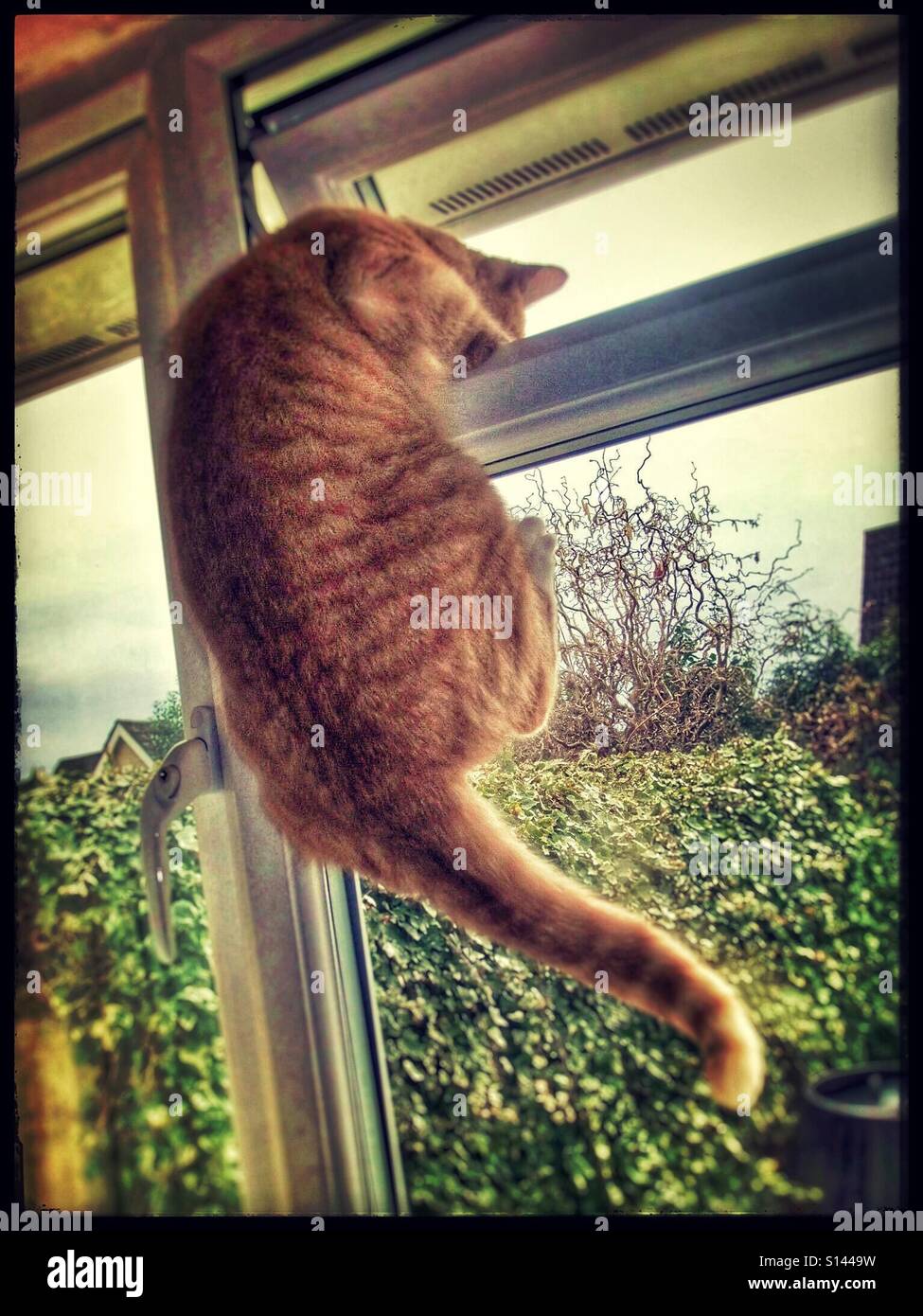 Cat climbing indoors hi-res stock photography and images - Alamy