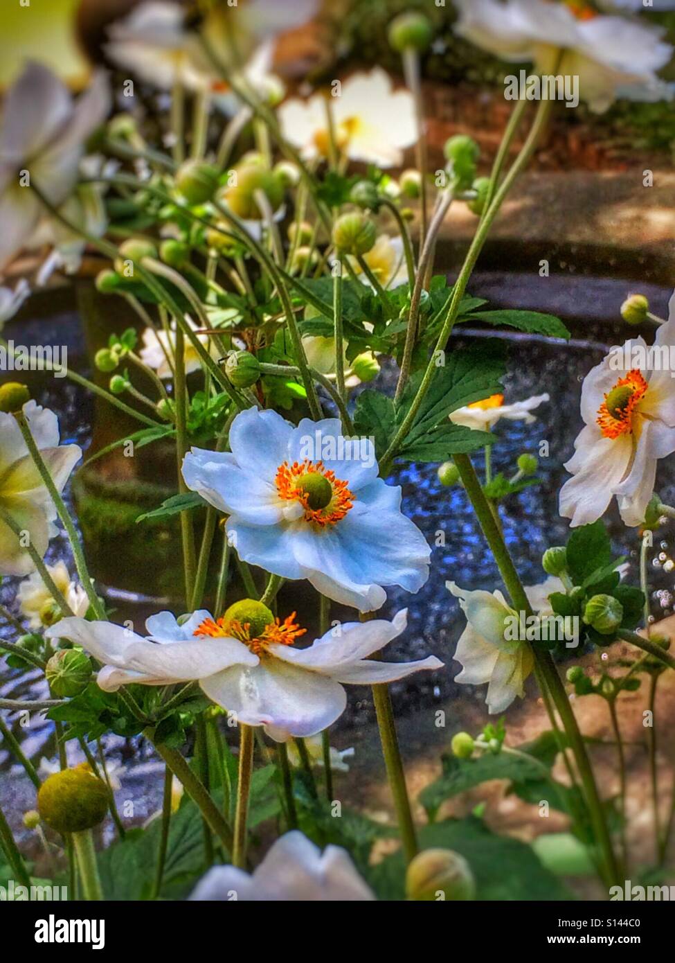 White anemones in the garden England UK Stock Photo - Alamy