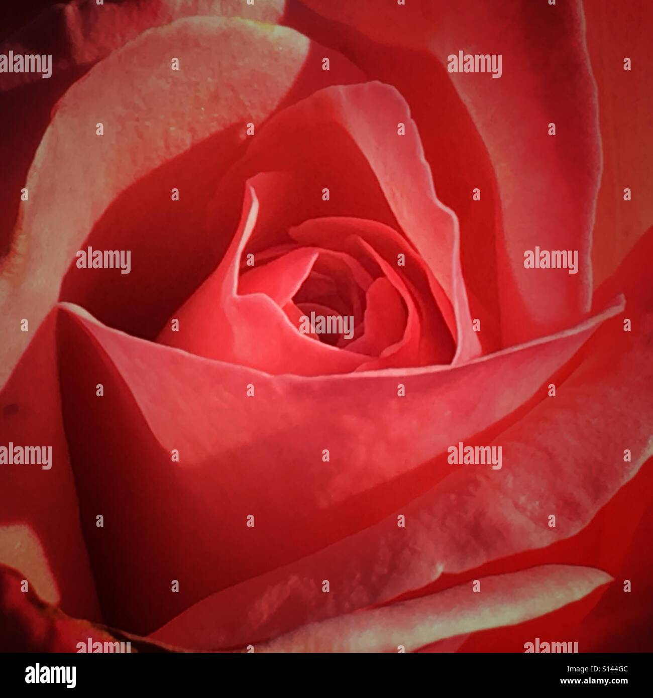 Perfect pink rose Stock Photo - Alamy