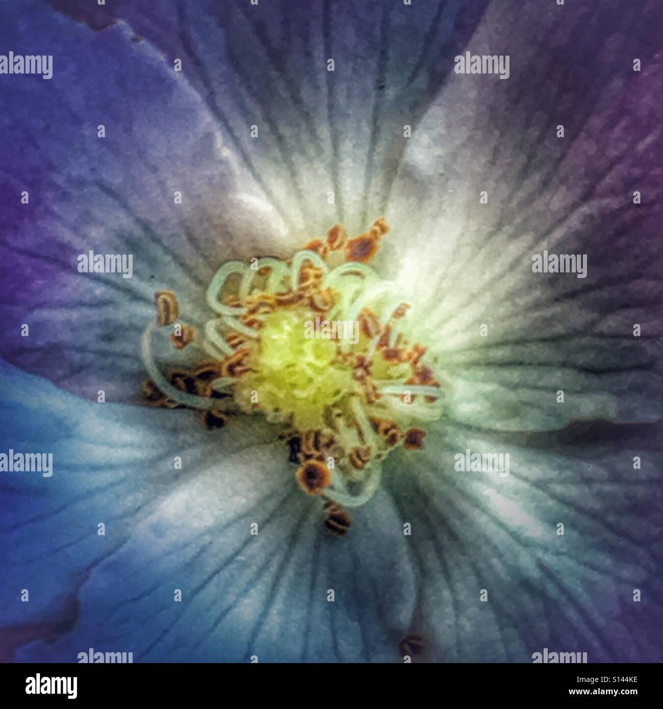Shrub rose, close up Stock Photo - Alamy