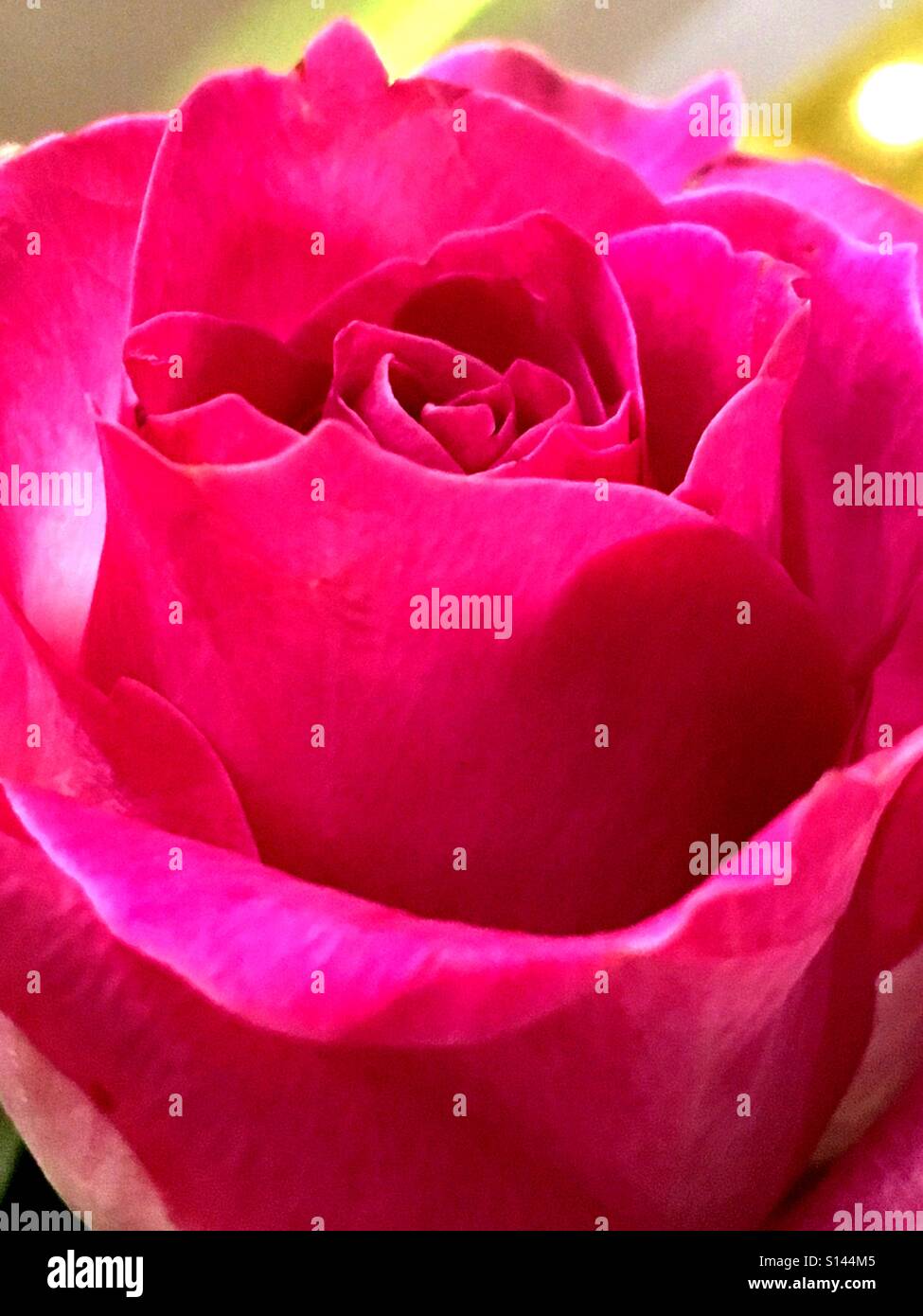 Fuchsia rose hi-res stock photography and images - Alamy